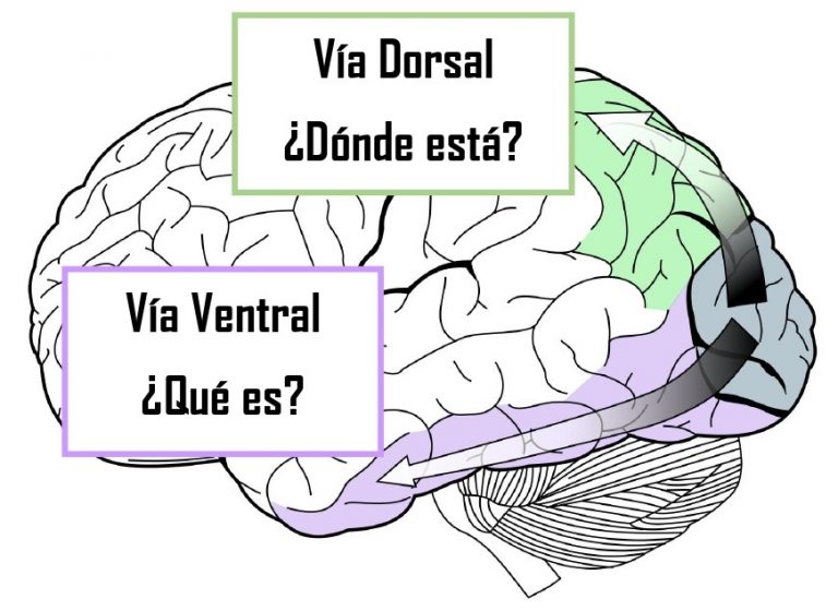 ¿Qué son los procesos cognitivos? Hoy, habilidades visoespaciales ...